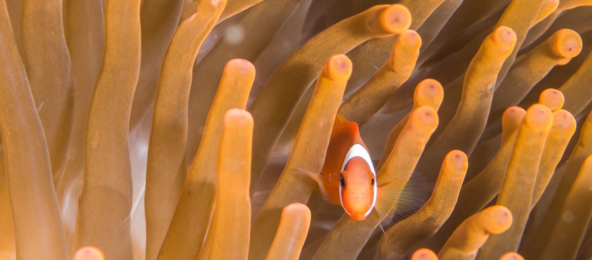 Thoughts After Creating My First React App With Reasonml Spencer Miskoviak